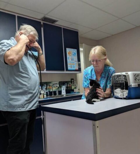 Best Vet Hospital In Altamonte Springs, FL | Spring Run Veterinary Hospital